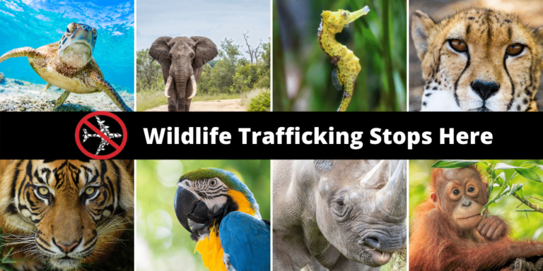Breaking the Wildlife Trafficking Supply Chain: How Airports can Help ...